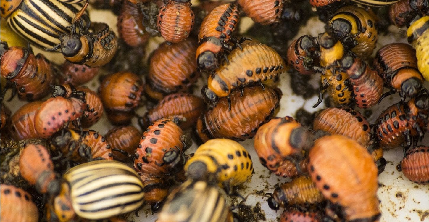 Tyson Foods to Invest in Insect Protein - Apple Eats